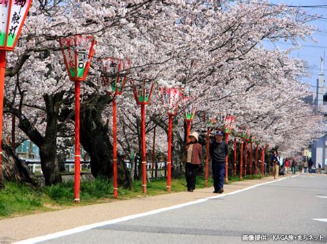 【金沢･加賀･能登】桜の名所・お花見スポット 金沢日和