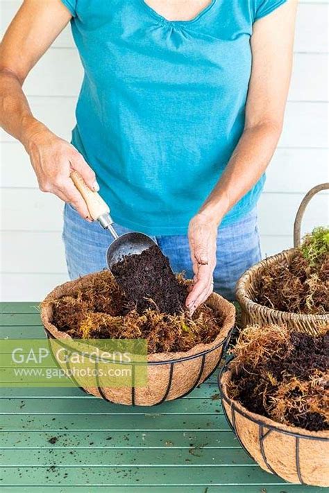 Woman Adding Compost To Moss In Hanging Baskets Hanging Succulents