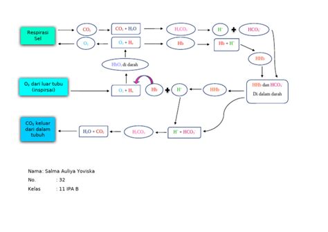 Siklus Penanggutan Oksigen Oleh Hb Pdf