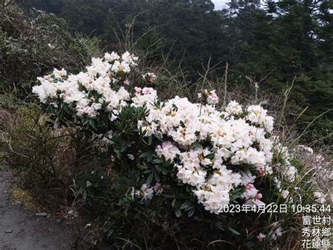 合歡山杜鵑花況不如往年 小奇萊步道僅開2成多零星獨叢 生活 中時
