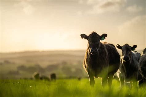 Regenerating Regenerative The Natural Way Of Farming