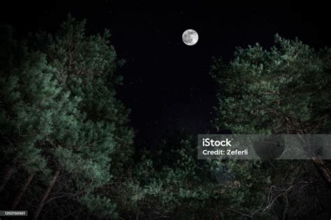 긴 노출 샷 보름달 밤에 숲을 통해 산 길 달과 어두운 푸른 하늘의 아름다운 밤 풍경입니다 아제르바이잔 가득 찬에 대한 스톡 사진 및 기타 이미지 Istock