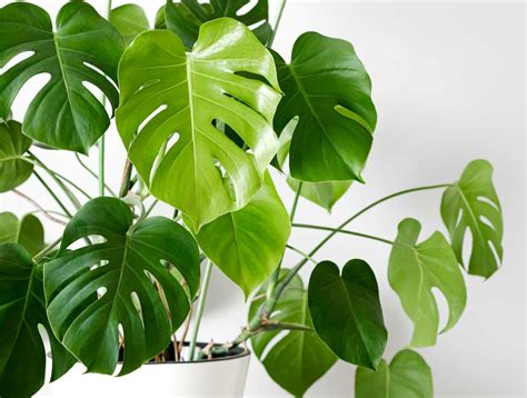 Monstera How To Grow And Care For Monstera Deliciosa