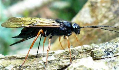 Comment Identifier Les Insectes Du Bois Termite Capricorne Lyctus