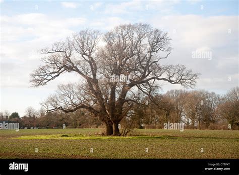 Large Leafless Tree Large Bare Tree Large Bare Tree With Wide
