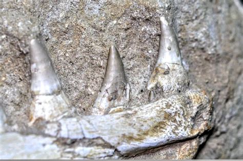 Jaw Fossil Member Collections The Fossil Forum