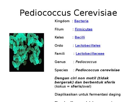 Pediococcus Cerevisiae Pdf