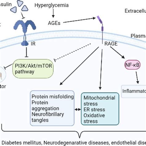 Rage Ages Interaction Inhibits Pi3k Akt Mtor And Nf κb Signaling Download Scientific Diagram