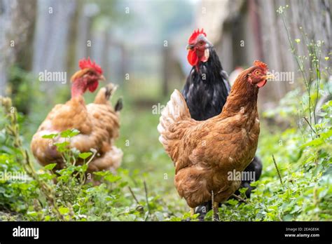 Closeup Of Domestic Chicken Feeding On Traditional Rural Barnyard Hens