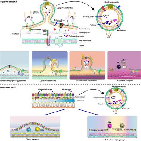 The Advantages And Challenges Of Bacterial Derived Outer Membrane Download Scientific Diagram