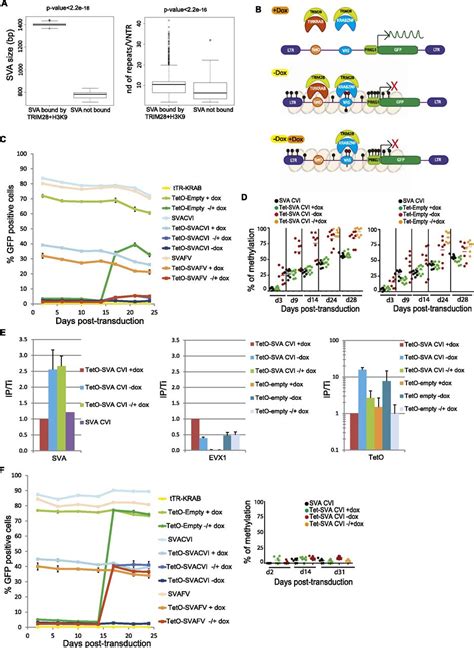 Interplay Of Trim28 And Dna Methylation In Controlling Human Endogenous
