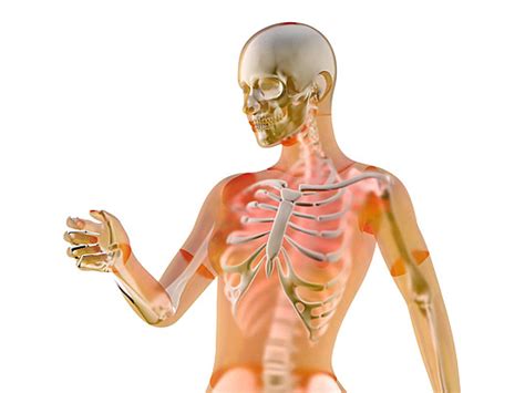 Female Anatomy Bone Human Skeleton Skeleton Woman X Ray Png