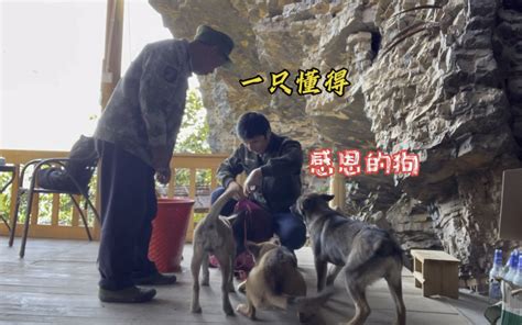 200块钱买来一只通人性的小狗，跟我形影不离，原来狗也懂得感恩 乡野志刚 乡野志刚 哔哩哔哩视频