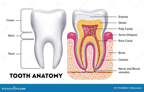 Tooth Anatomy Vector Dental Infographics Stock Vector Illustration Of Enamel Information