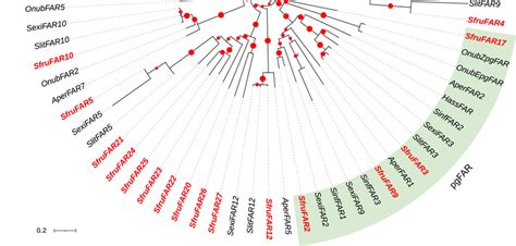 Phylogenetic Tree Of Insect Fatty Acid Reductase Far The S