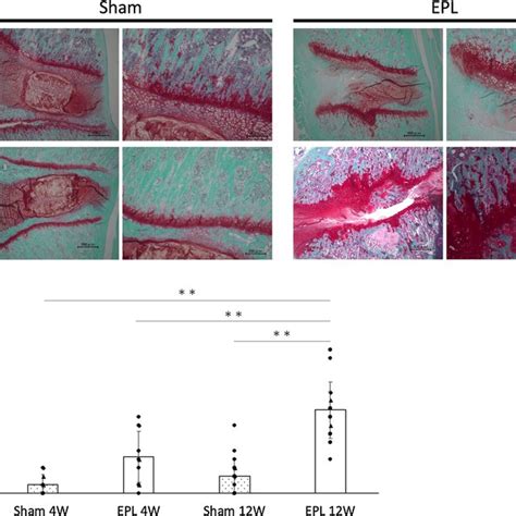 Histopathological Results Following Safranin O Fast Green Staining In