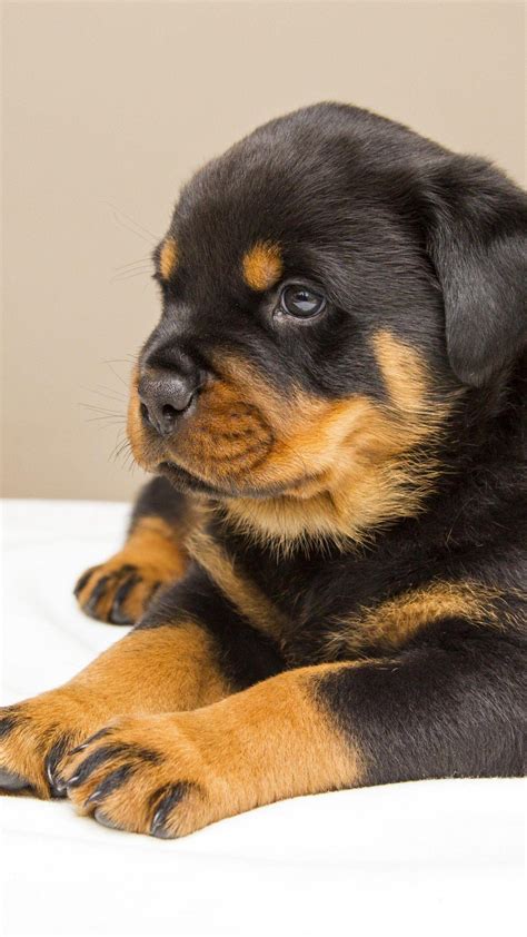 Rottweiler Hd Iphone Wallpapers Wallpaper Cave