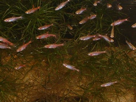 Boraras Brigittae Vogt 1978 ボララス・ブリジッタエ プラゼール水生生物研究所