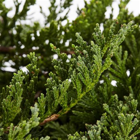 Lowes Blue Rug Juniper Accent Shrub In 225 Gallon Pot 1 Pack With