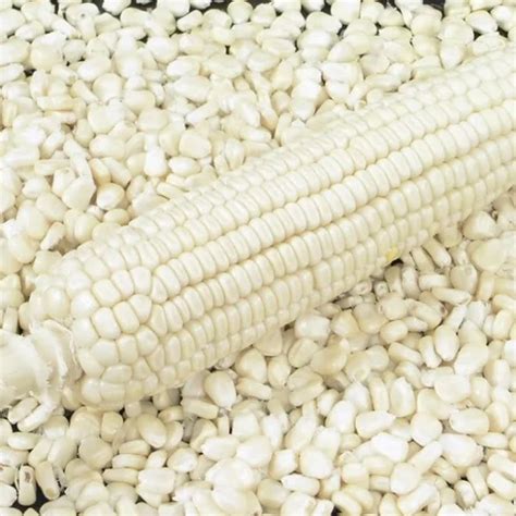 White Maize Pneumus Imports Exports Pvt Ltd