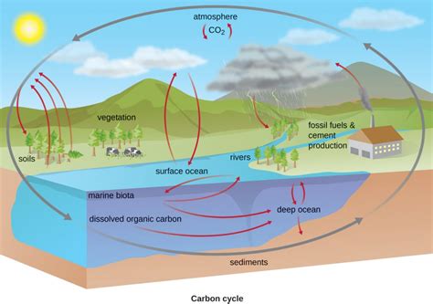 106 Biogeochemical Cycles Microbiology Canadian Edition