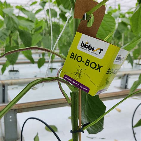 Over Biobest Biofirst Group