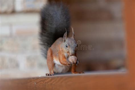 Red Squirrel Sits On Shelf And Gnaws Walnut Stock Image Image Of