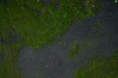 モスグリーンのテクスチャ苔の背景グランジテクスチャ背景に緑の苔ロングウェブバナー ウェブバナーのストックフォトや画像を多数ご用意