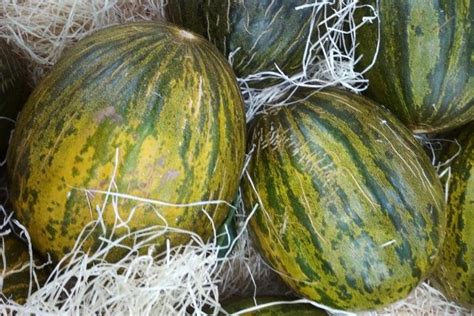 Melón perfecto Cómo escoger el más jugoso sin tocarlo ni moverlo