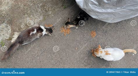 écarte Les Pattes Sur Le Trottoir Image Stock Image Du Bonté