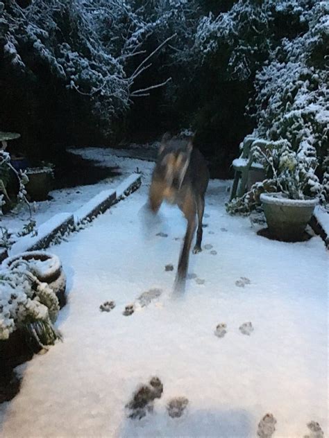 Fiona Shoop On Twitter JoJos Gone My Beautiful Noisy Boy Was In