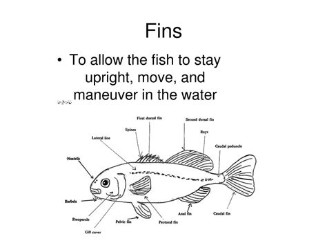 Types Of Fins And Their Functions At Maddison Chapman Blog