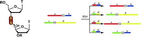 Synthesis Dynamic Combinatorial Chemistry And Pcr Amplification Of 3′ 5′ And 3′ 6′ Disulfide