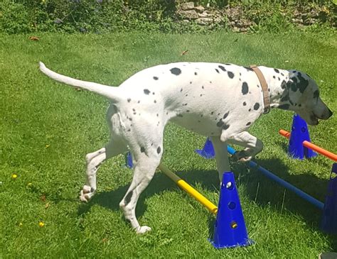 Proprioception What Is It