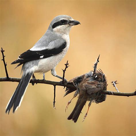 Loggerhead Shrike Prey