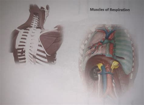 Anatomy Lab 2 6 Diagram Quizlet