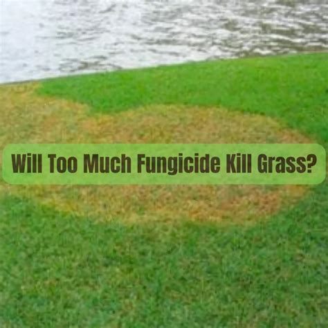 Eliminate Too Much Grass Clippings On Lawn Top Solutions Unveiled