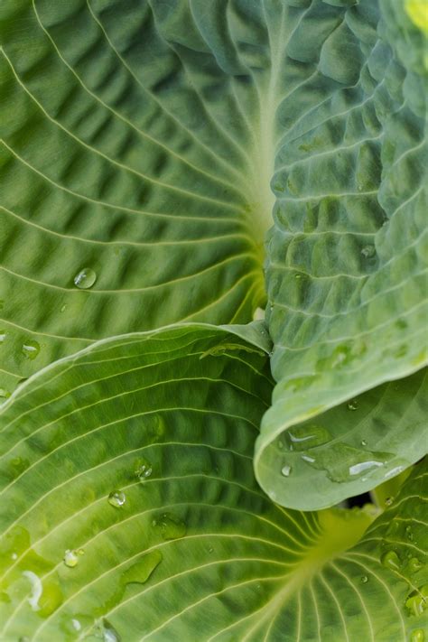 Mais De 600000 Imagens Grátis De Planta Do Pe E Planta Pixabay