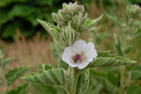 Marshmallow Root Seeds The Plant Good Seed Company