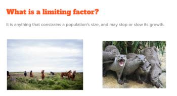 Limiting Factors Slides By Emily Murphy TPT