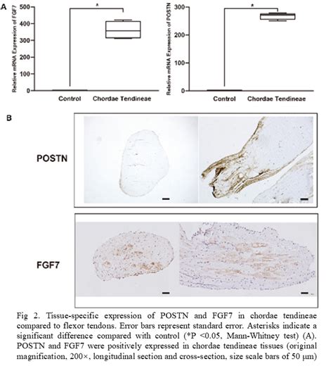 Gene Expressions Of Fgf7 And Postn In Canine Chordae Tendineae And