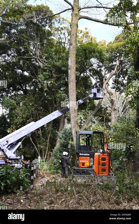 Workers Cutting Trees With A Crane Inside Shinjuku Gyo En National