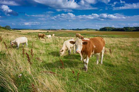 Grass Fed Vs Grain Fed Beef Which Is Better For Me Fresh