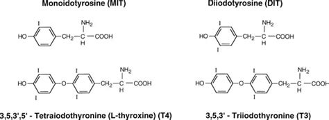 Pathology Outlines Thyroid Function Panel