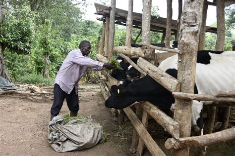 De Risking Investment To Boost Ugandas Beef And Dairy Industries