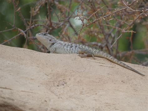Reptile Id San Diego Zoo Wild Zoochat
