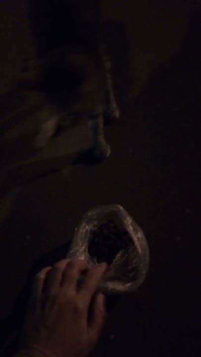 Бездомный маленький котенок Youtube