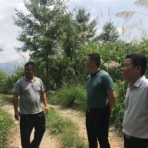 市林业局到青阳县开展野猪危害防控工作调研池州进行陵阳镇
