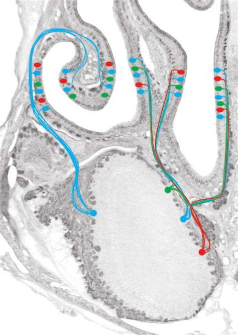 Schematic Representation Of Axon Targeting In The Olfactory Pathway