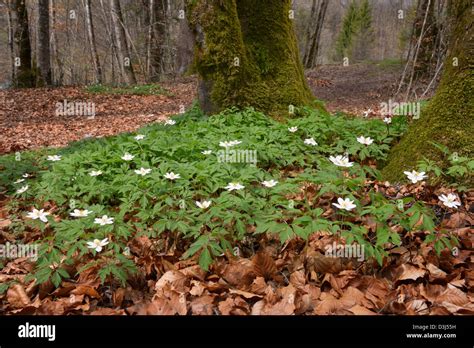 Anemone Leaves Hi Res Stock Photography And Images Alamy